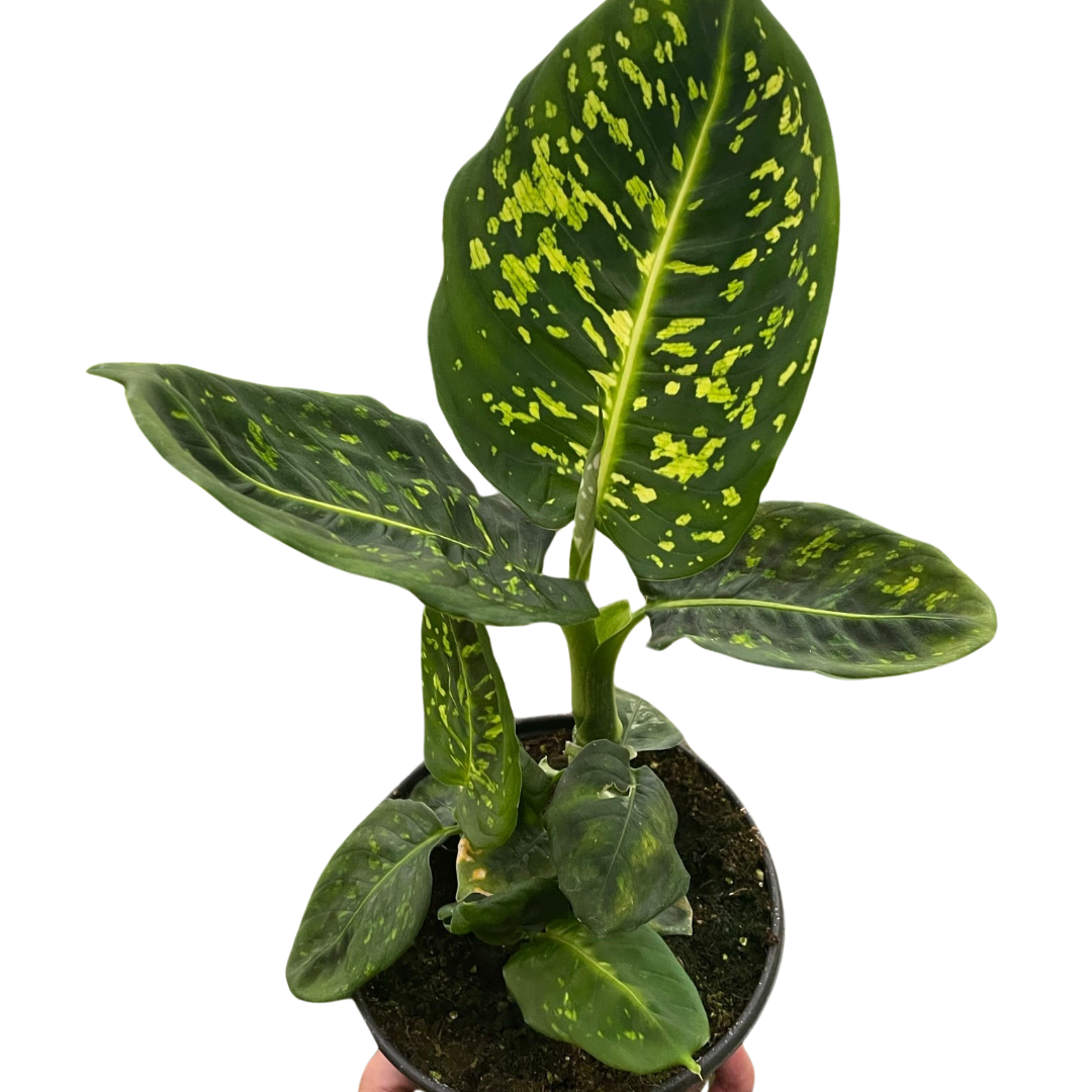 Dieffenbachia 'Reflector' – Rooted Treasures Farms