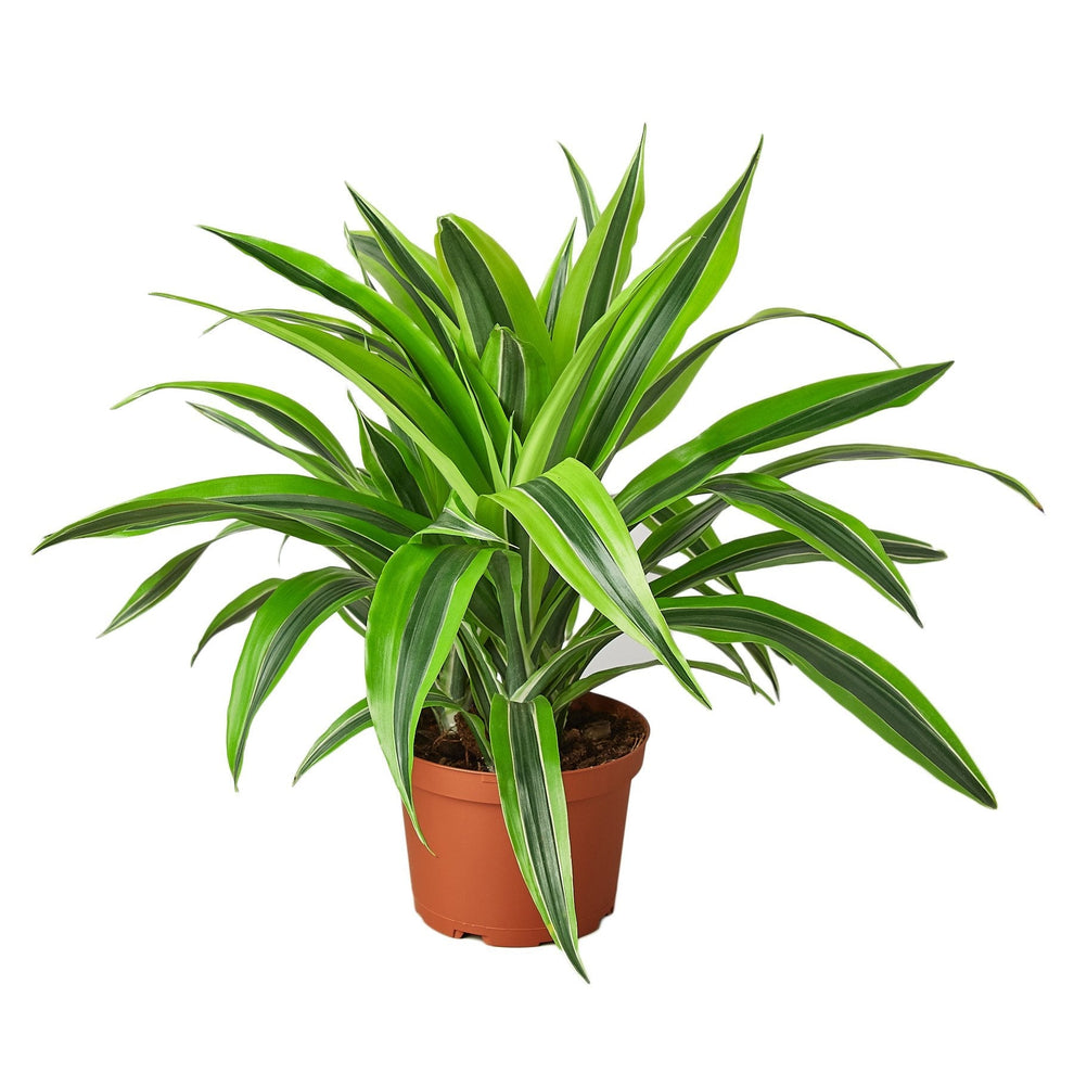 Dracaena Lemon Lime - Vibrant Low Light Houseplant | Rooted Treasures Farms