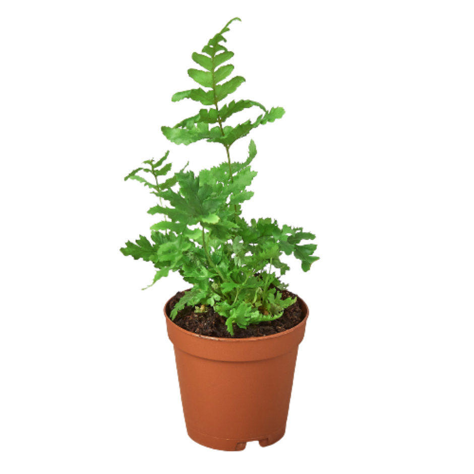 Products – Rooted Treasures Farms