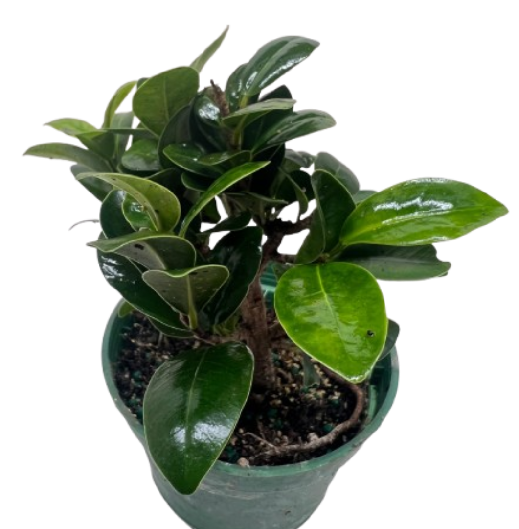 Bonsai Ficus Compacta – Rooted Treasures Farms