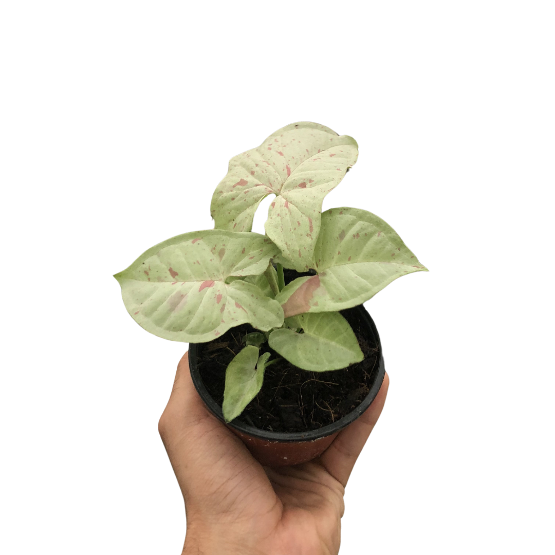 Syngonium 'Milk Confetti' – Rooted Treasures Farms