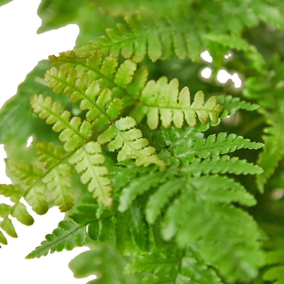 Products – Rooted Treasures Farms