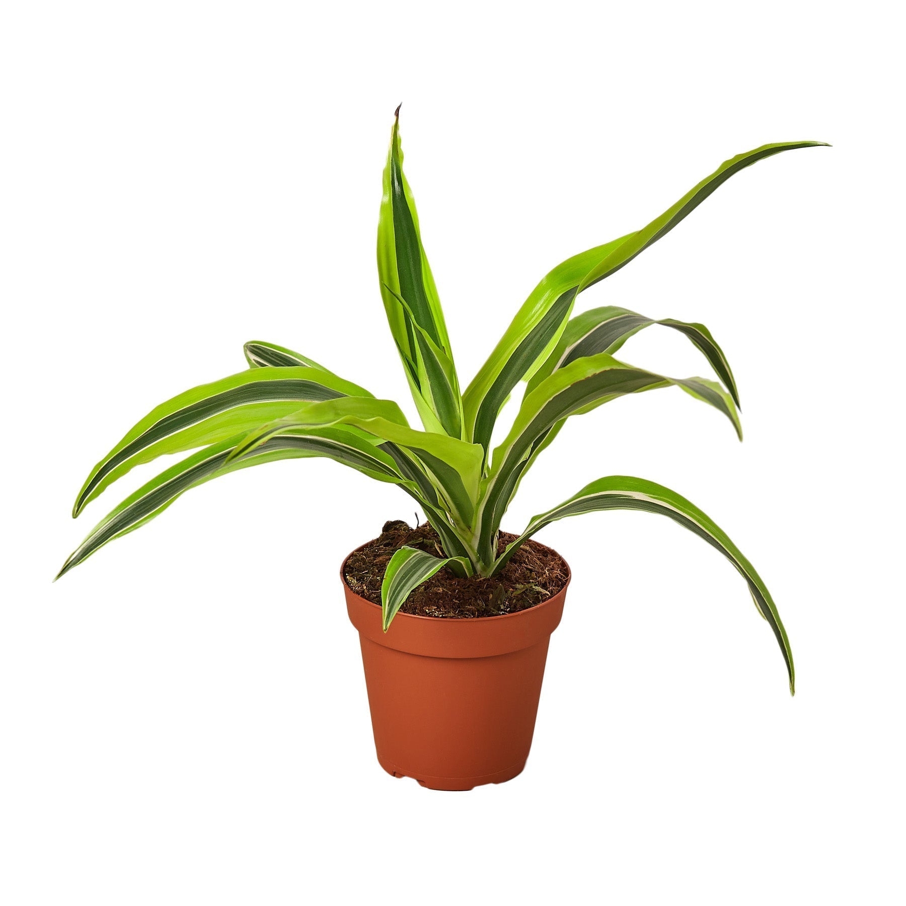 Dracaena Lemon Lime - Vibrant Low Light Houseplant | Rooted Treasures Farms