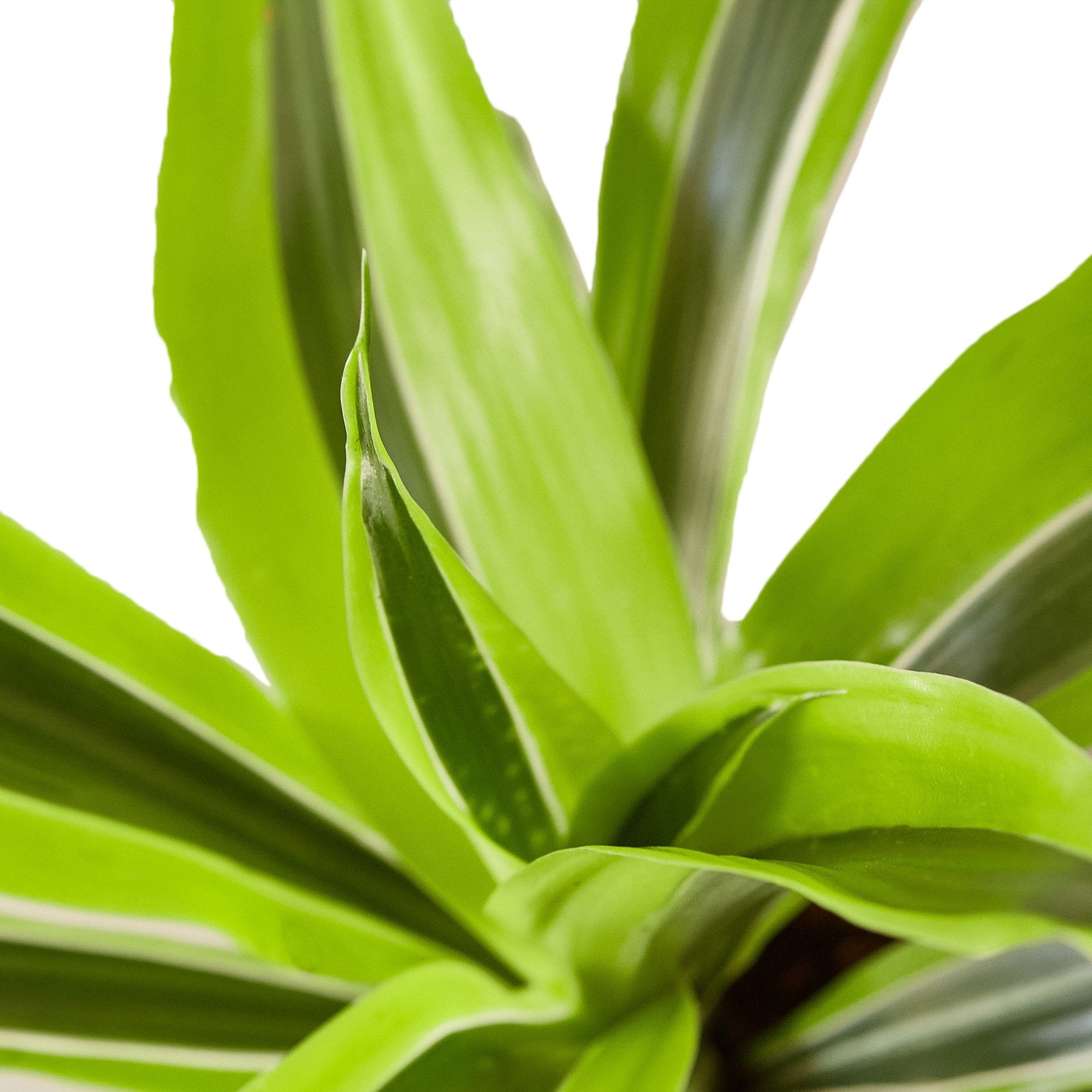 Dracaena Lemon Lime - Vibrant Low Light Houseplant | Rooted Treasures Farms