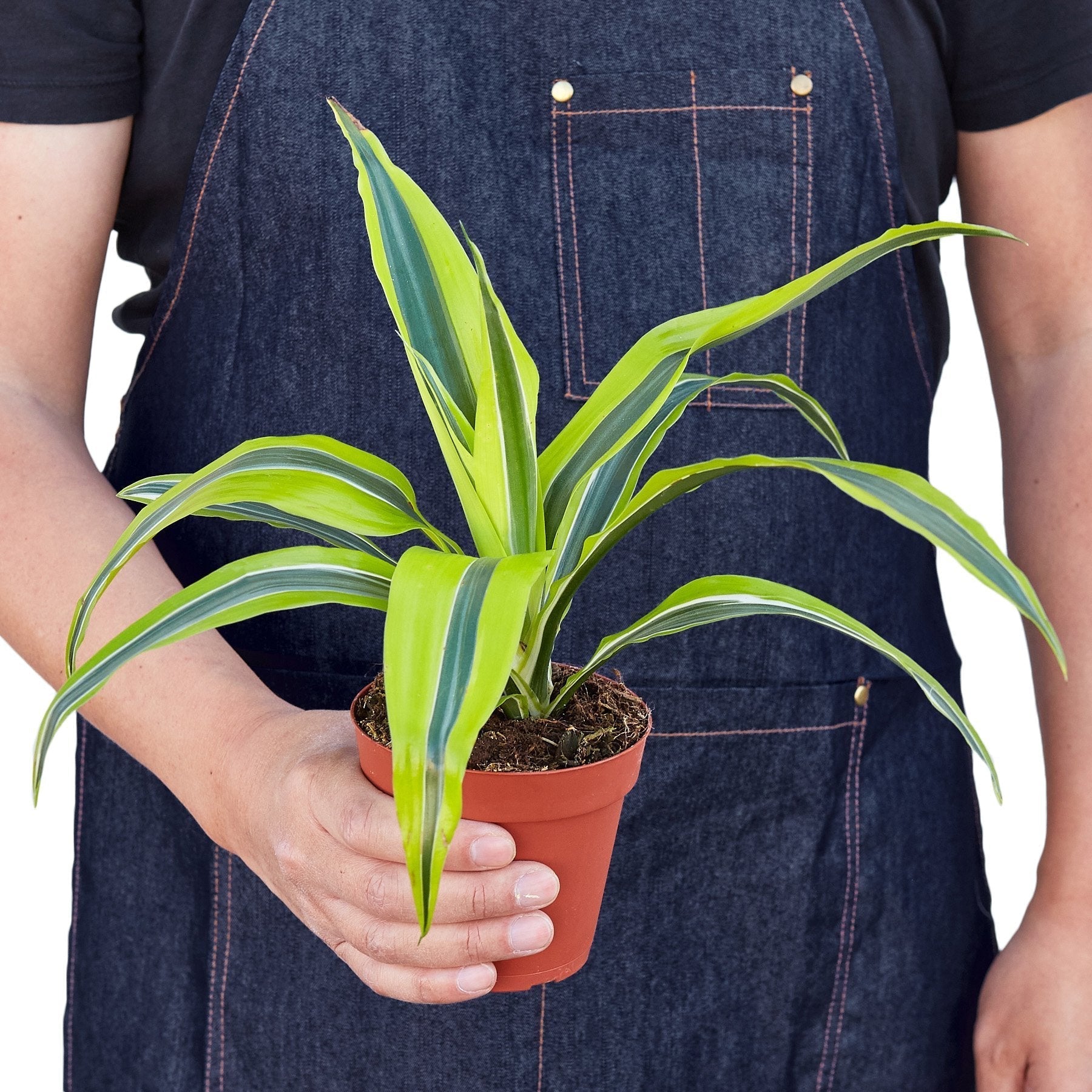 Dracaena Lemon Lime - Vibrant Low Light Houseplant | Rooted Treasures Farms
